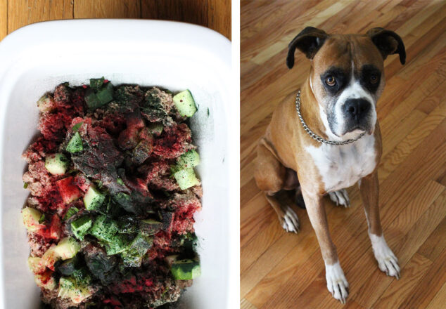 Chico Dog’s Raw Food Diet | Amanda Nicole Smith